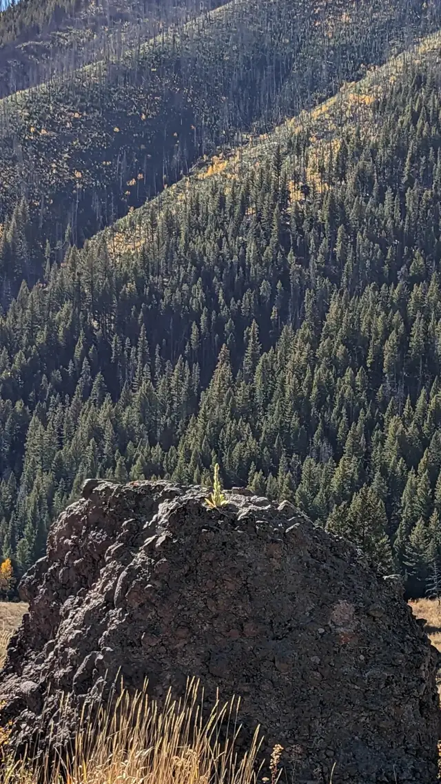 Life finds away. Sun Valley, Idaho 3024 x 4032 [OC] | Scrolller