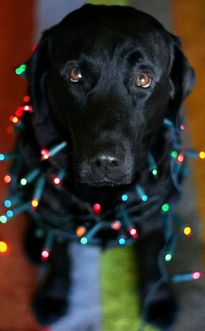 This Cute Black Labrador Retriever 🐶 🎅 | Scrolller