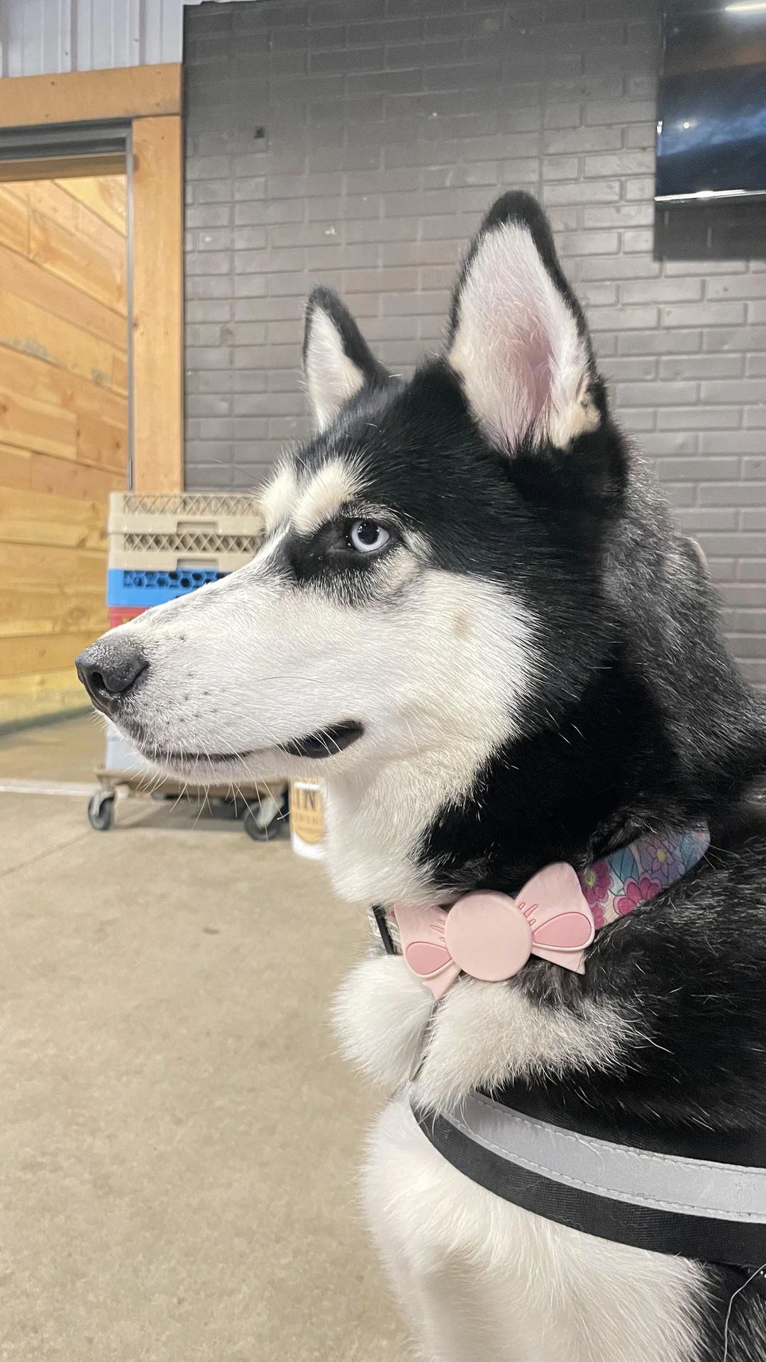 Juno posing for the camera | Scrolller