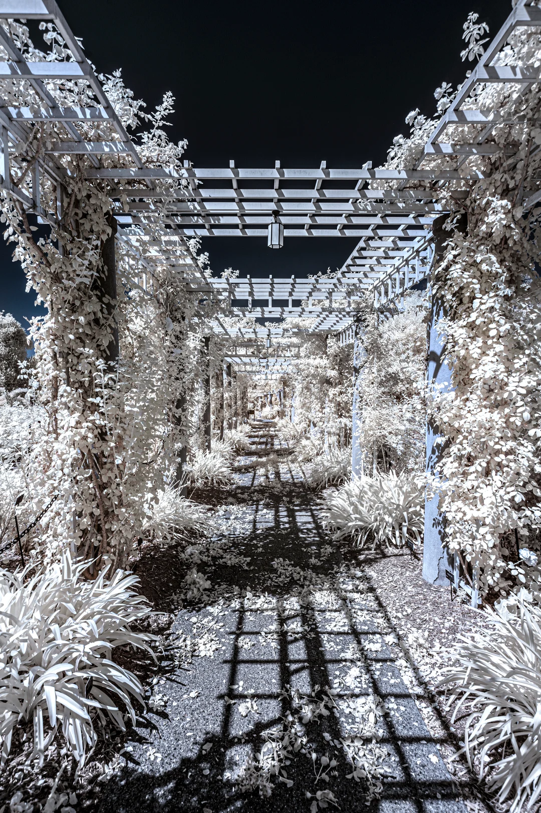 Trellis trimming | Scrolller