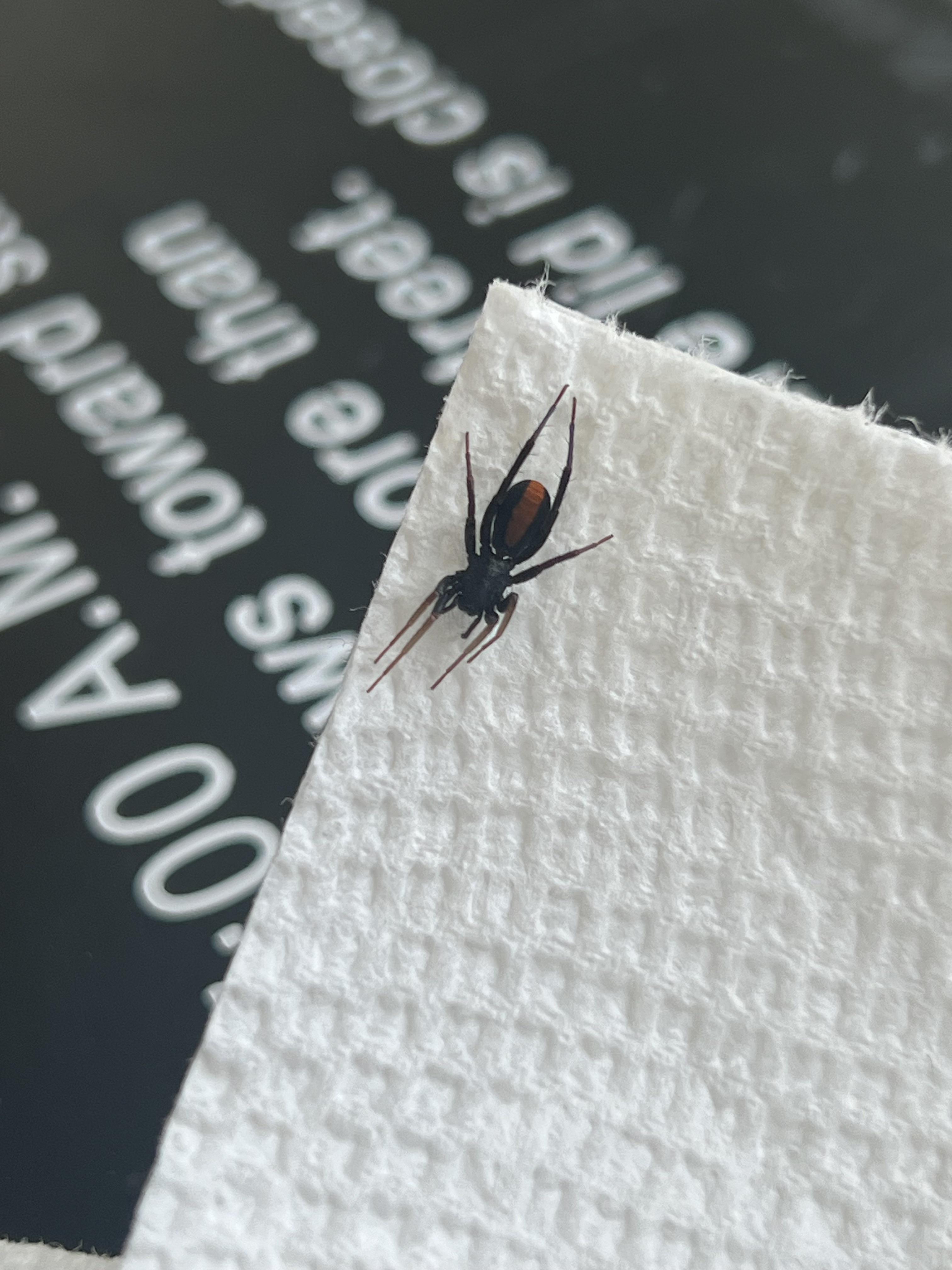 Help me identify this spider | Scrolller