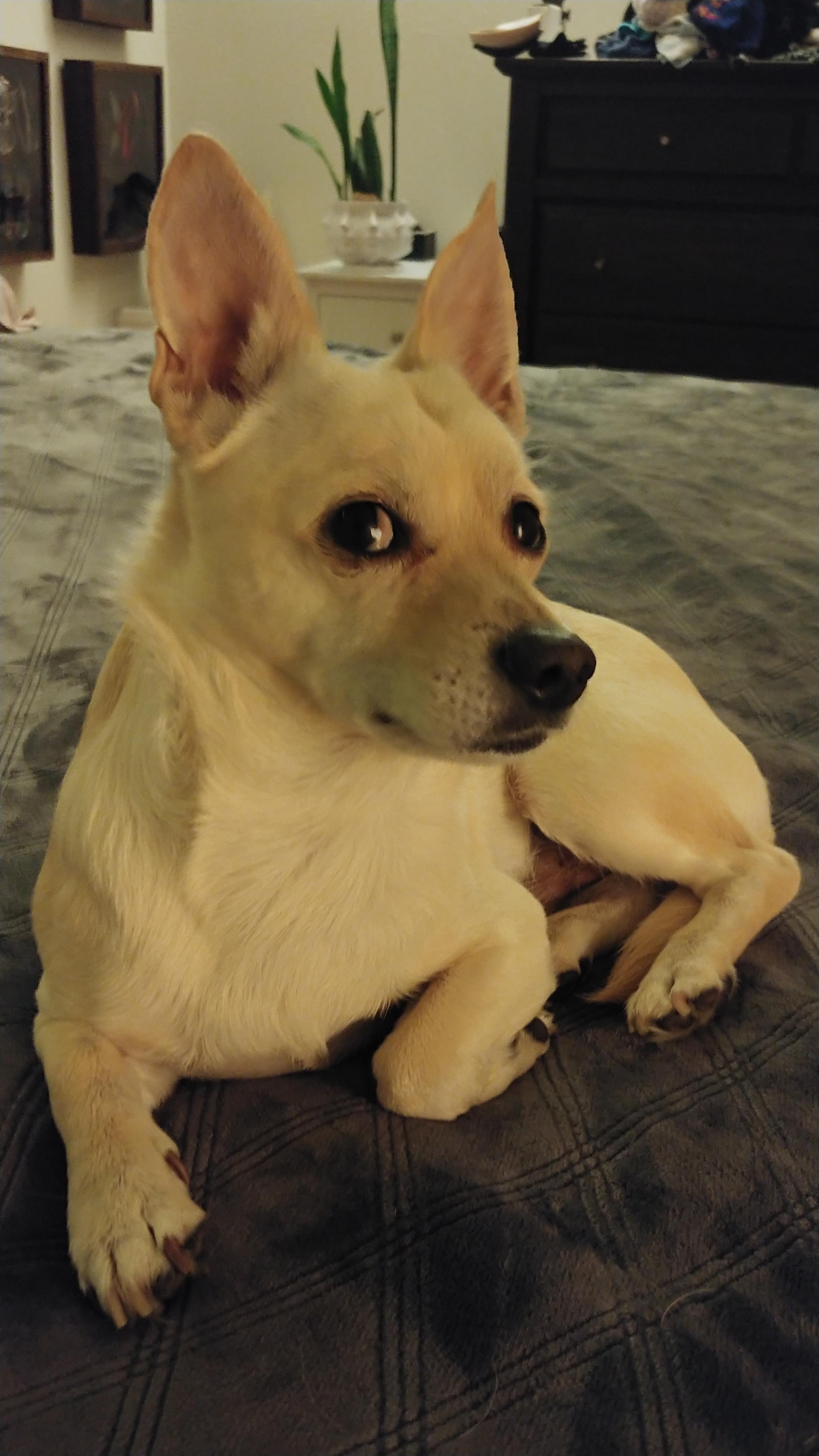 Happy Chi Appreciation Day! | Scrolller