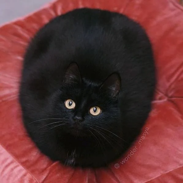 A round void a chonky void | Scrolller