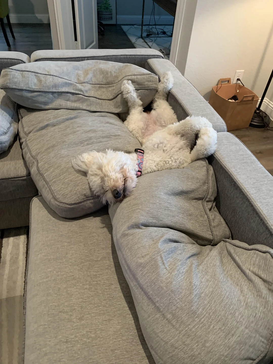 What’s wrong with your dog? Clearly not a gosh darn thing! | Scrolller