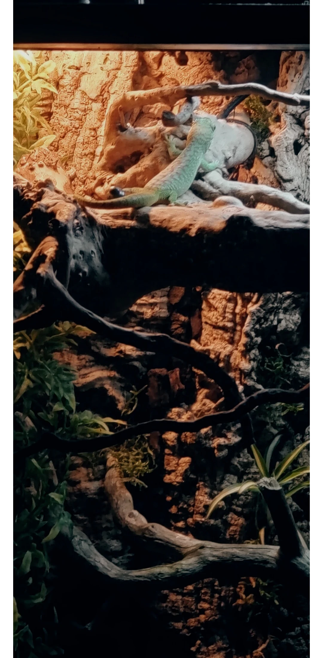 Jungle dawn LED | Scrolller