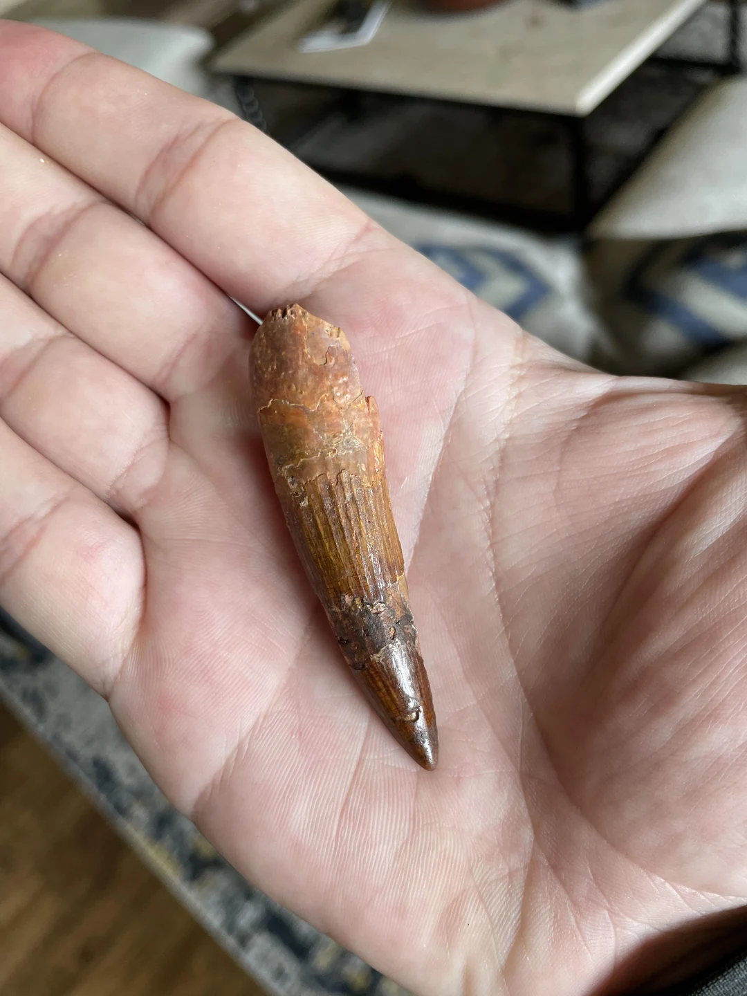 First fossil, spinosaurus tooth. How’s it look? | Scrolller