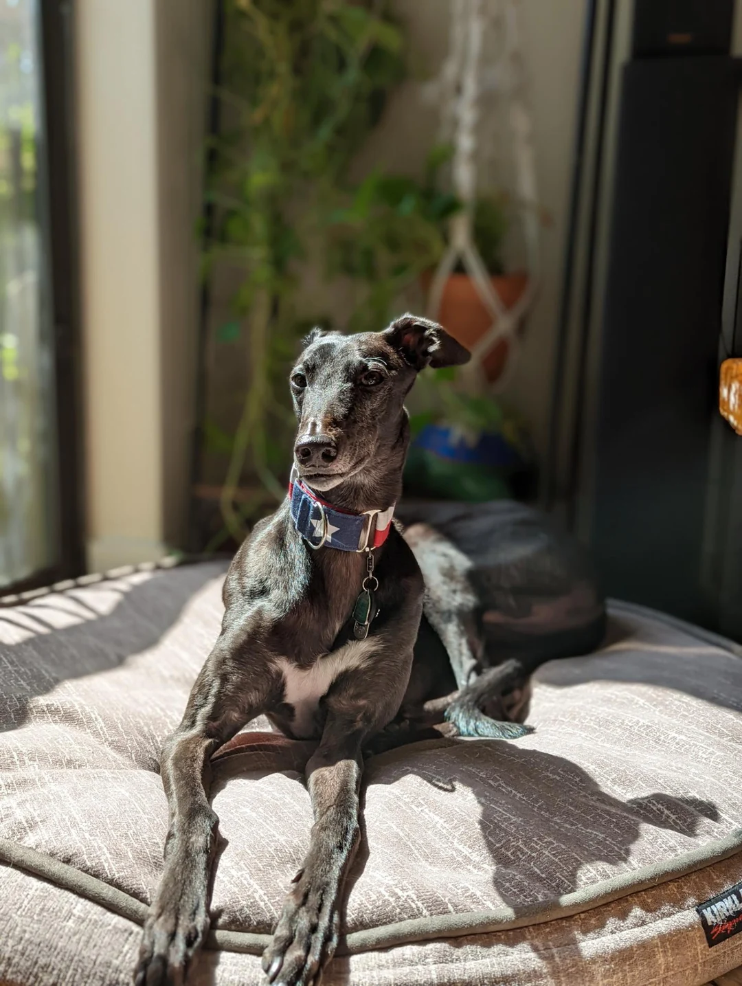 Discover more like Greyhounds: “Hey, do you want to give me some of that?“ - Aggie and Related ...