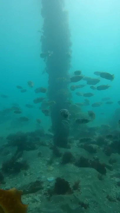 So. Many. Pufferfish. | Scrolller