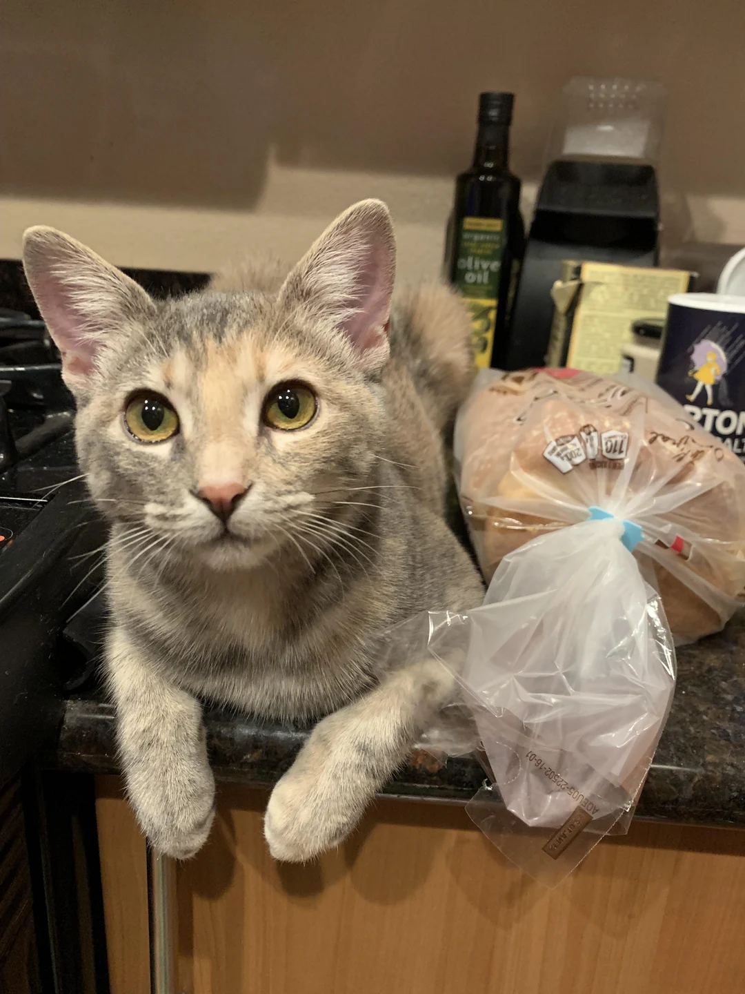 Cat+loaf. | Scrolller