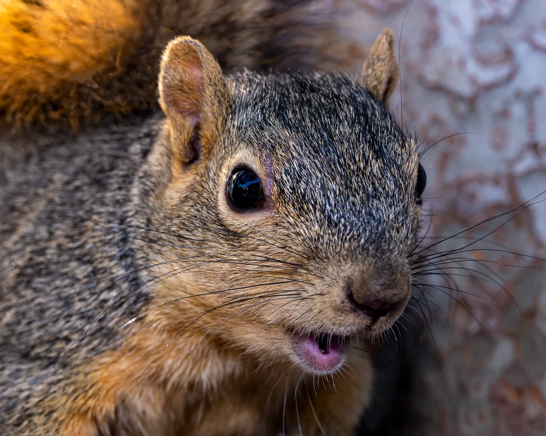 Squirrel | Scrolller
