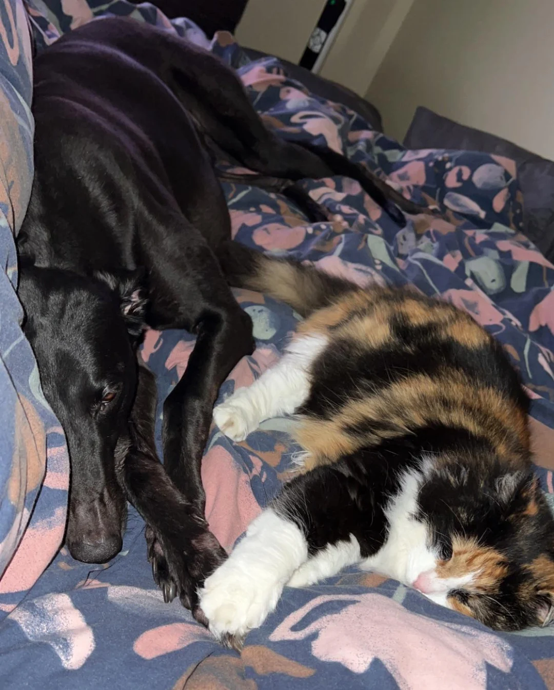 GUYS… they’re holding paws… I just can’t. | Scrolller