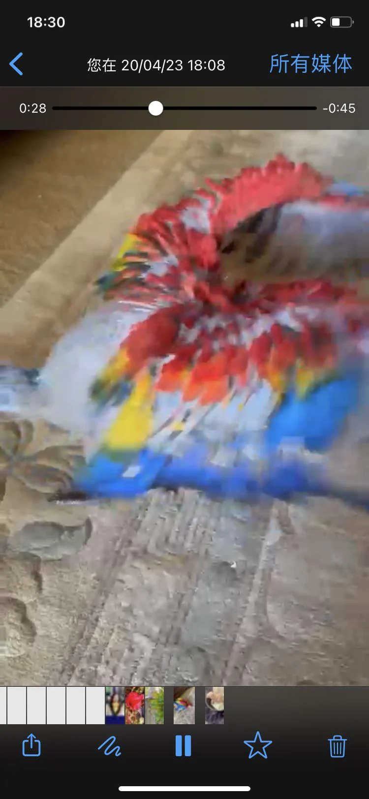 Angel wing | Scrolller