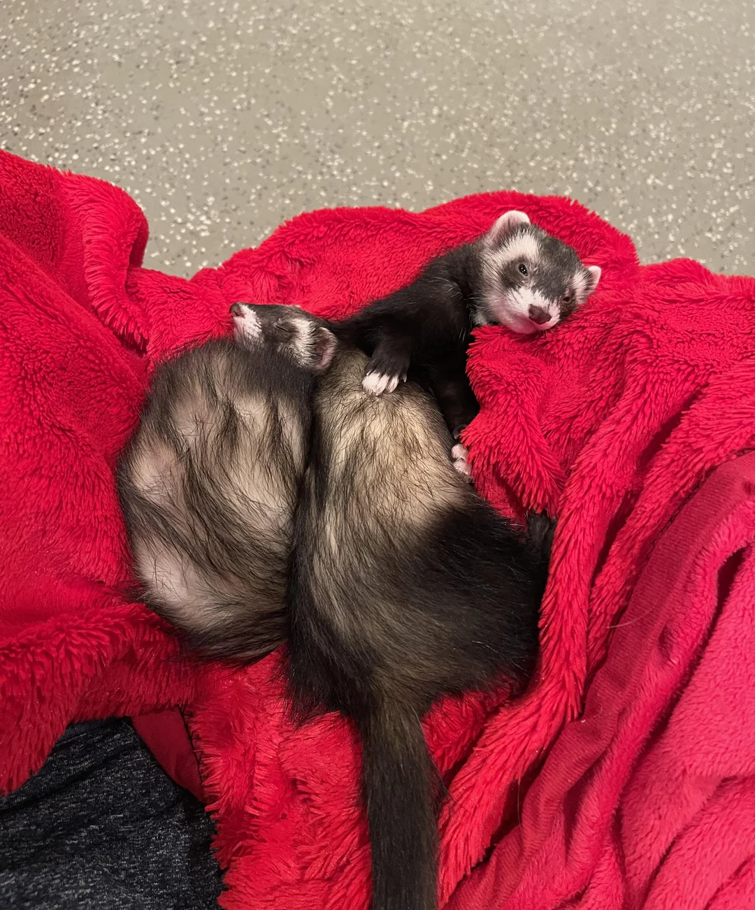 Meet Loki and Lilith — the two little thieves that have stolen my heart ️ | Scrolller