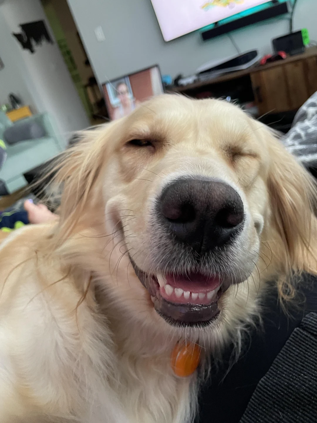 I heard this is the place for puppy smiles. Does my derpy girl Twinkie make the cut? | Scrolller