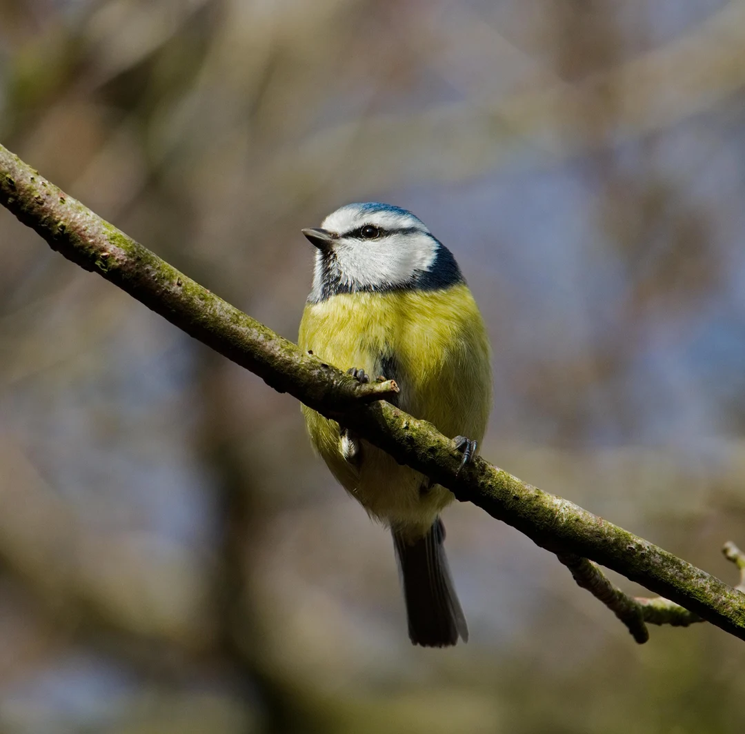 Eurasian Blue Tit in Buxton,Uk | Scrolller