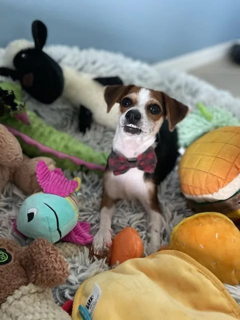 Meet Rocket 🚀 | Scrolller