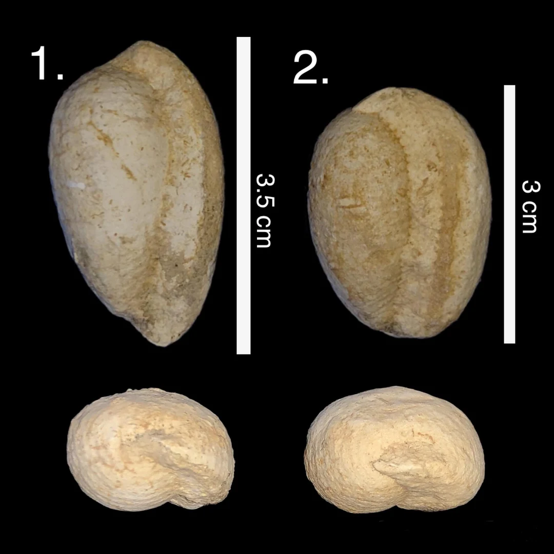 45 million year old cowrie cast fossils | Scrolller