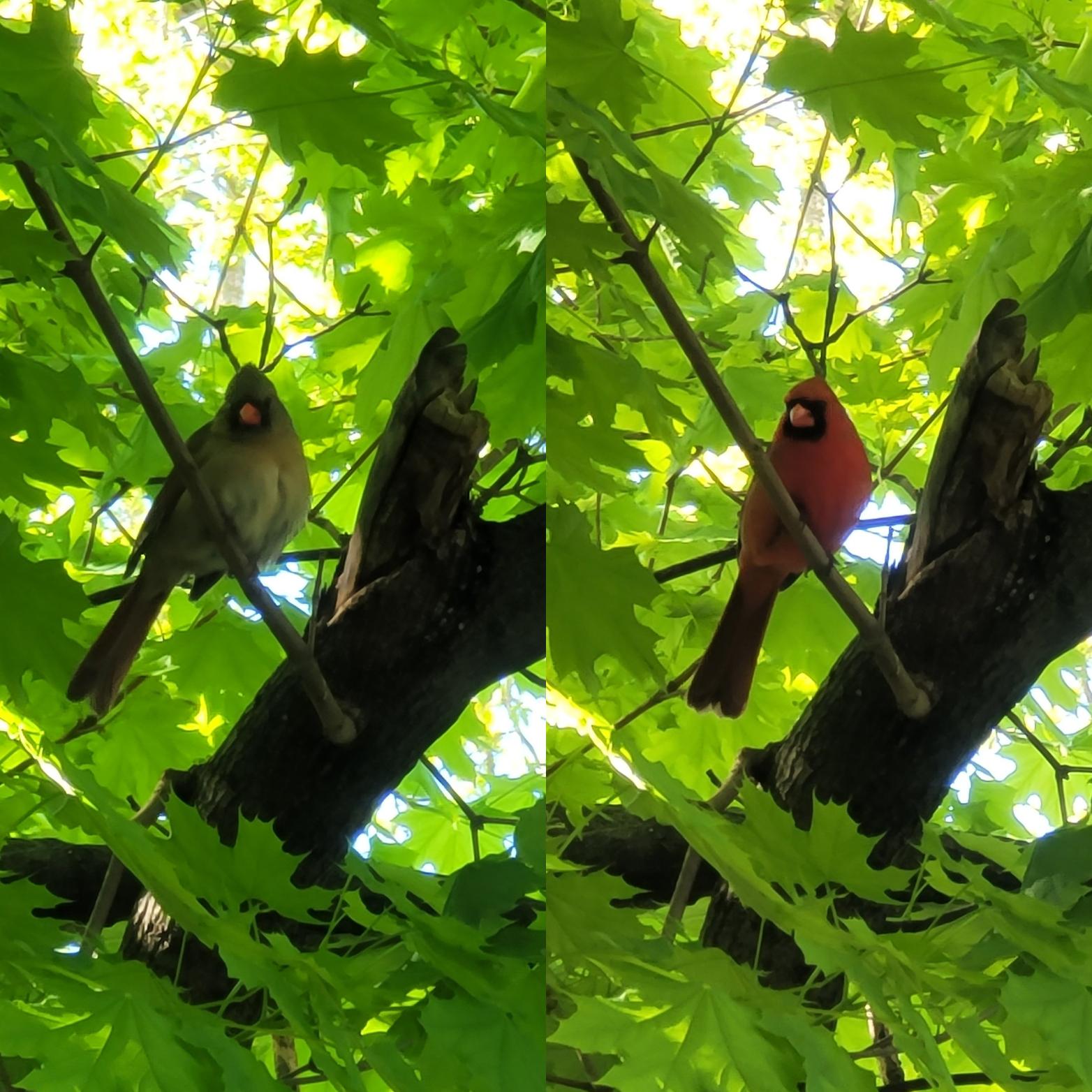 Male/Female Cardinals love the same branch. | Scrolller