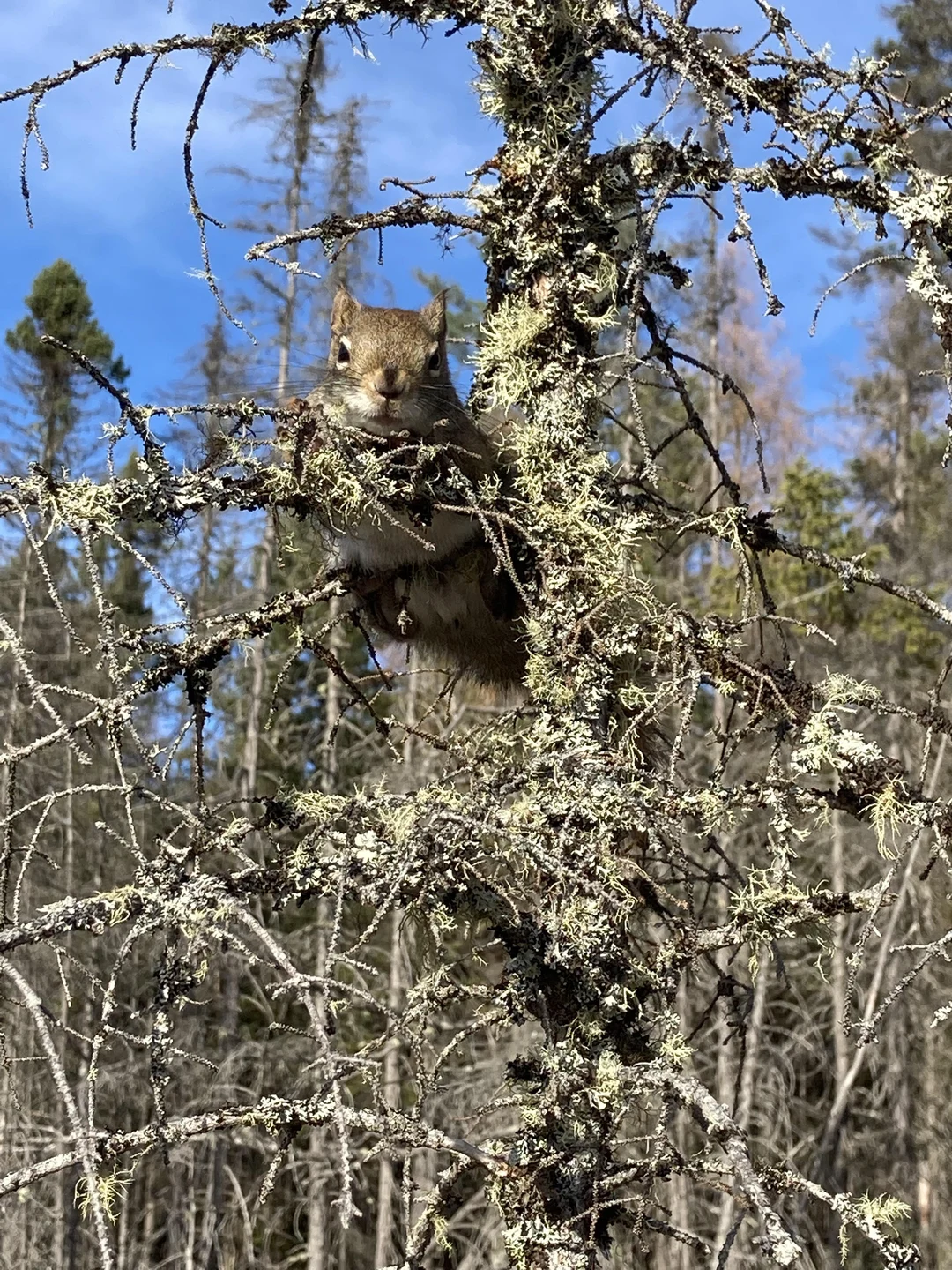 This one thinks he’s invisible | Scrolller