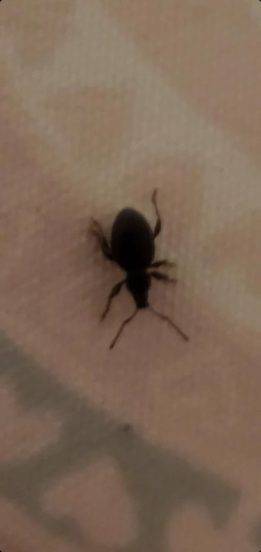 What is this bug? | Scrolller