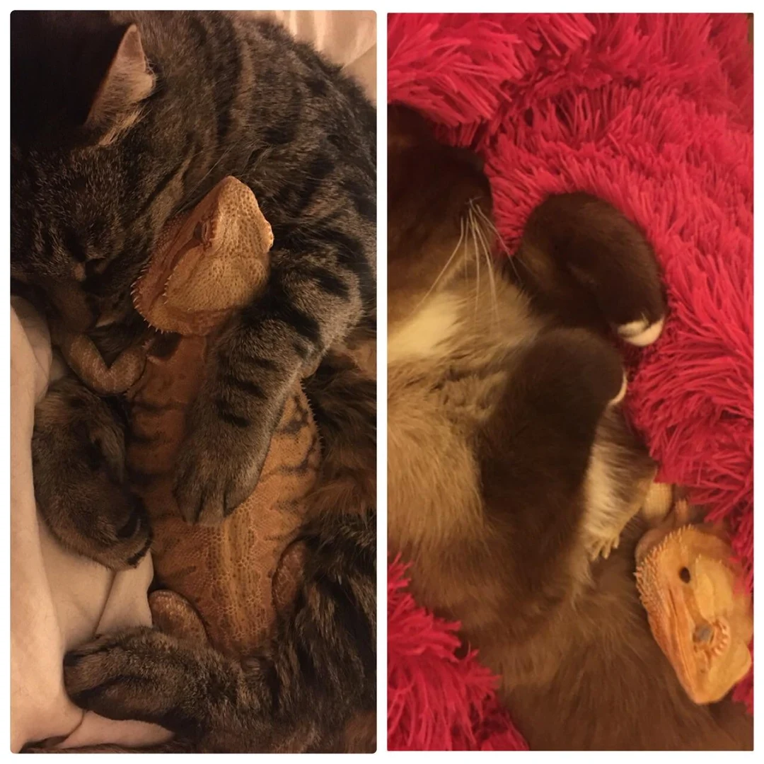 My friend's bearded dragon likes to cuddle with her two cats | Scrolller