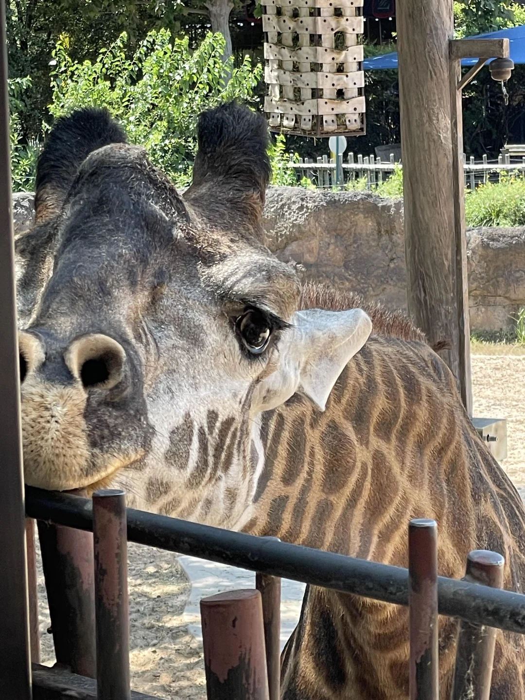 You bet your giraffe | Scrolller