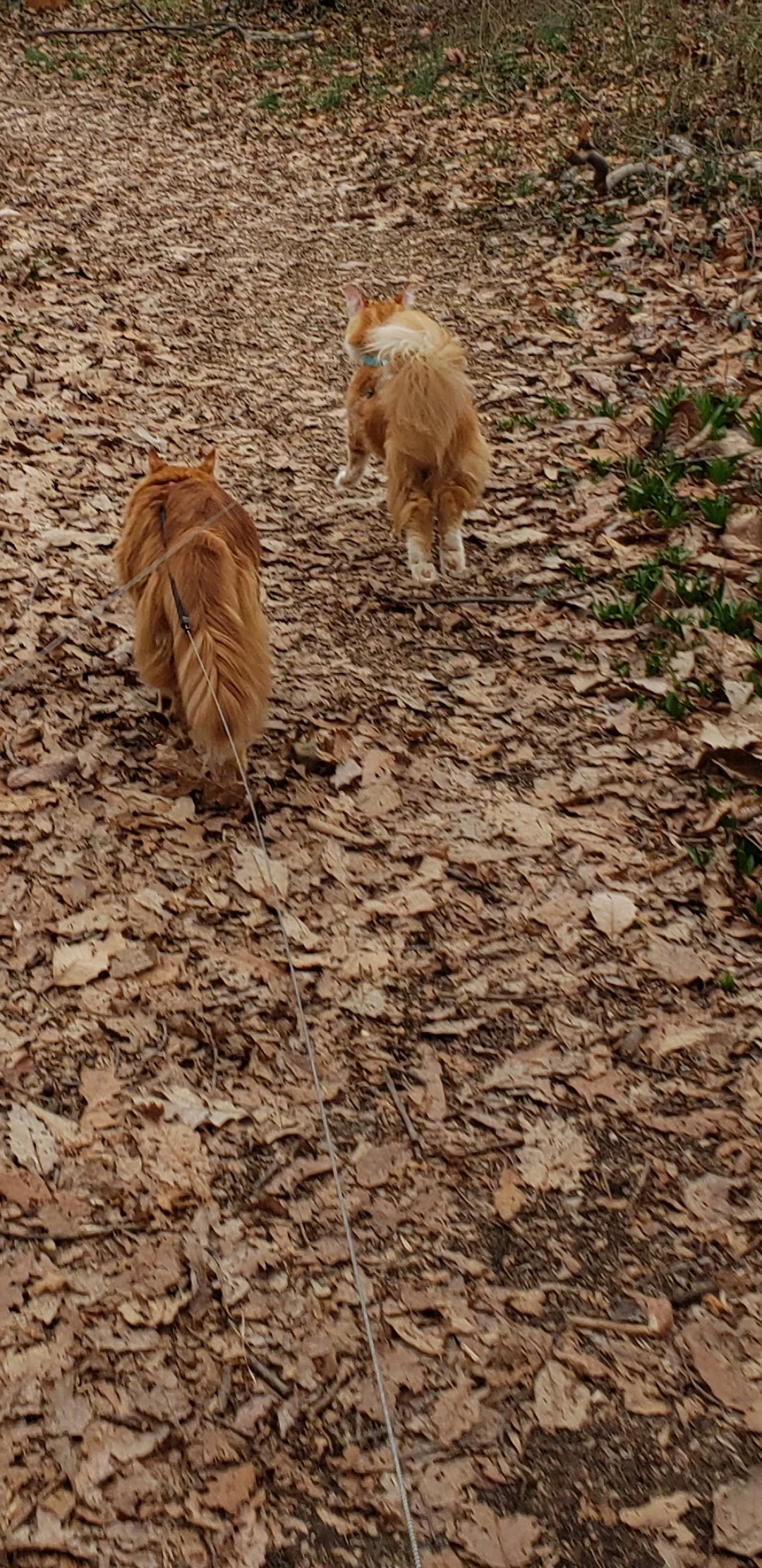 Ghrian LEVITATING past his sister on the path! | Scrolller