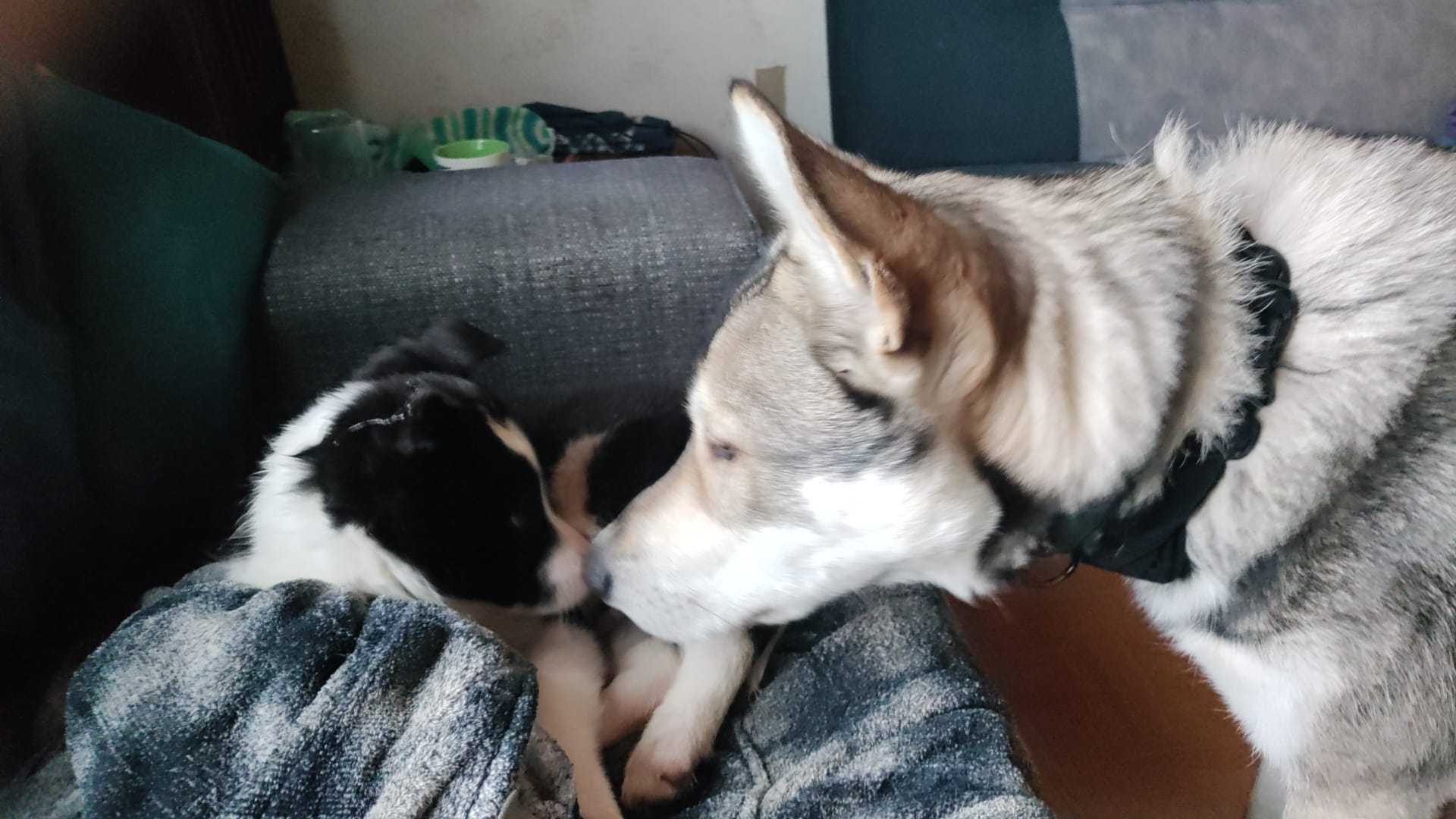 Meeting his new little brother | Scrolller