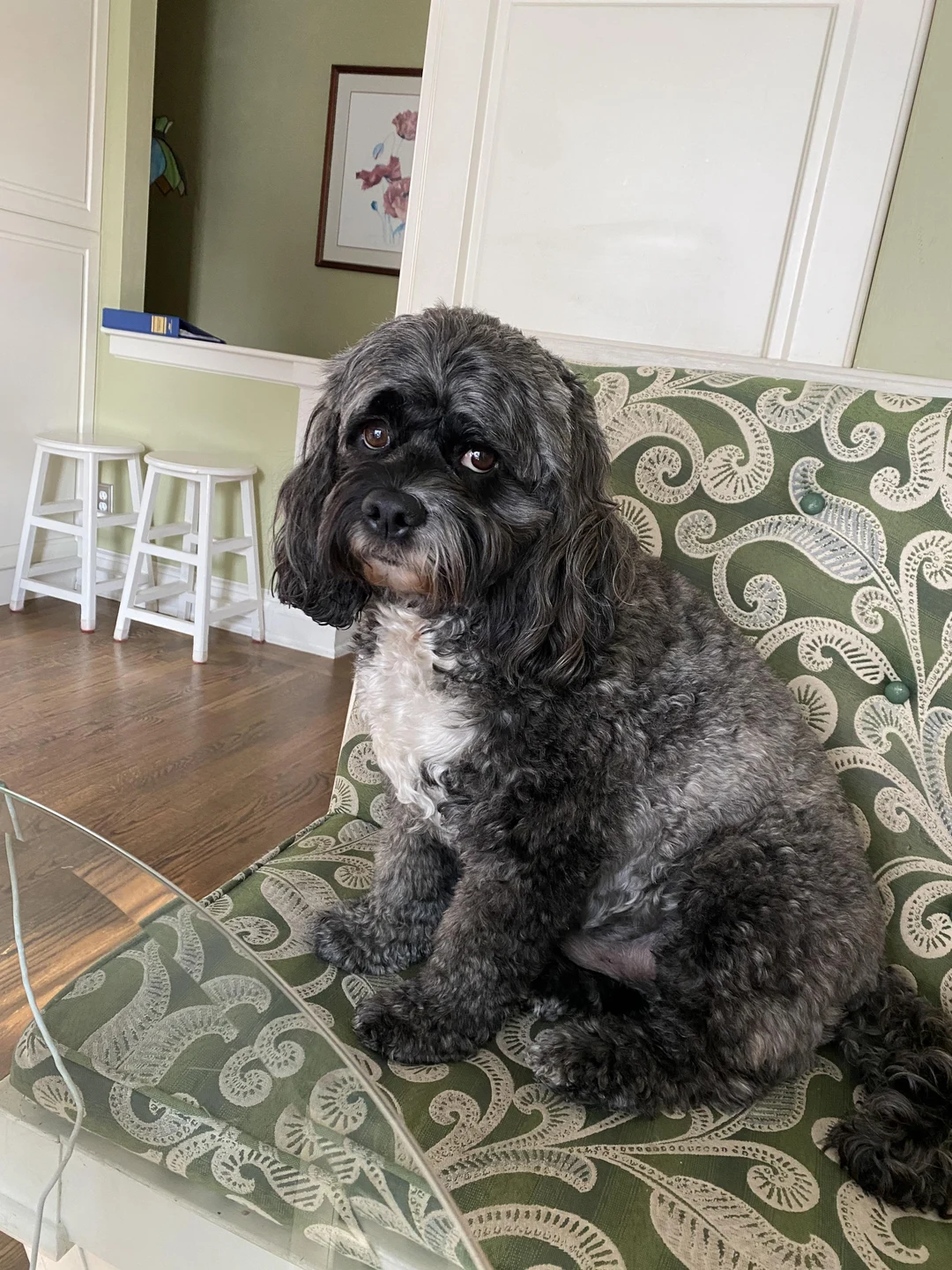 Teddy my sweet boy | Scrolller