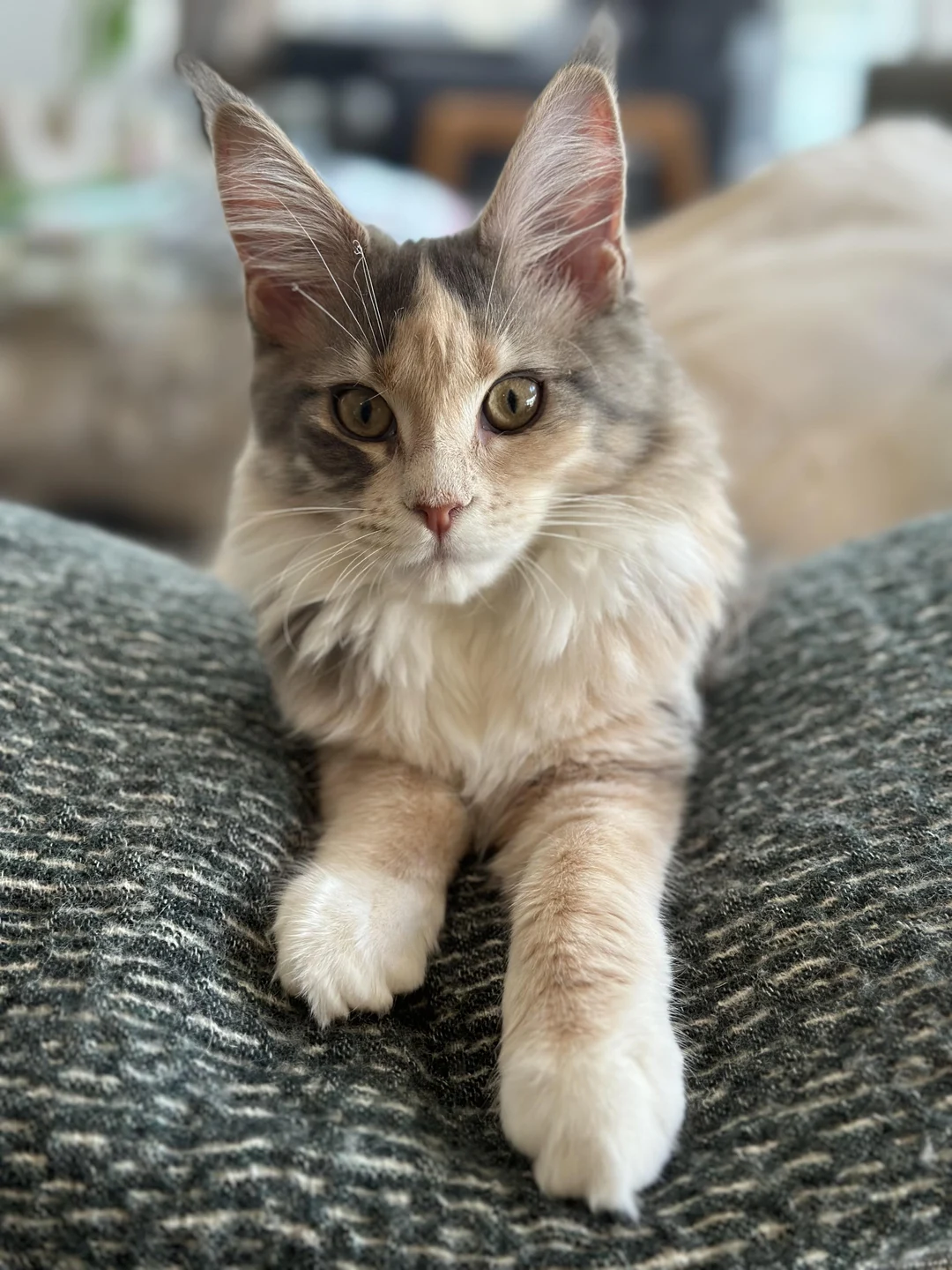 Our 4 month old, Lolli | Scrolller