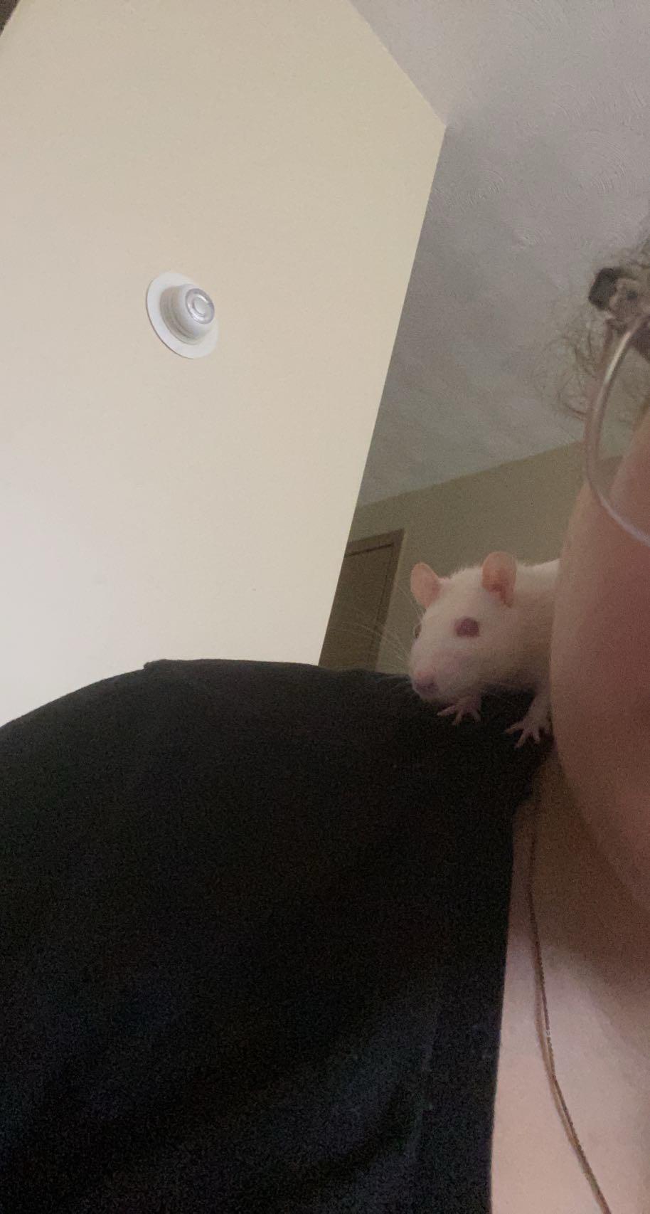 My sweet girl went over the rainbow bridge | Scrolller