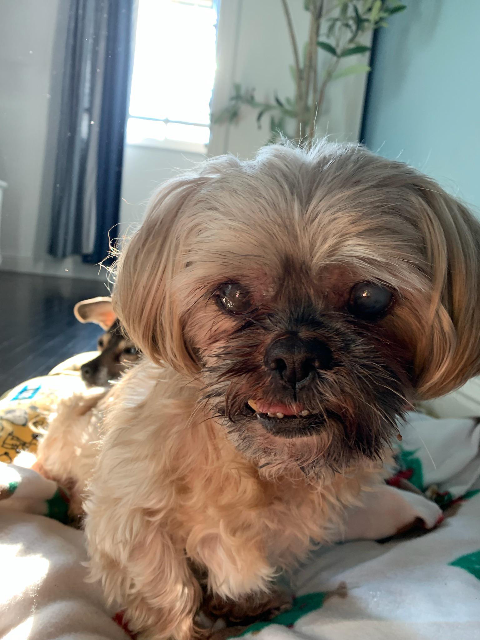 Old and blind | Scrolller