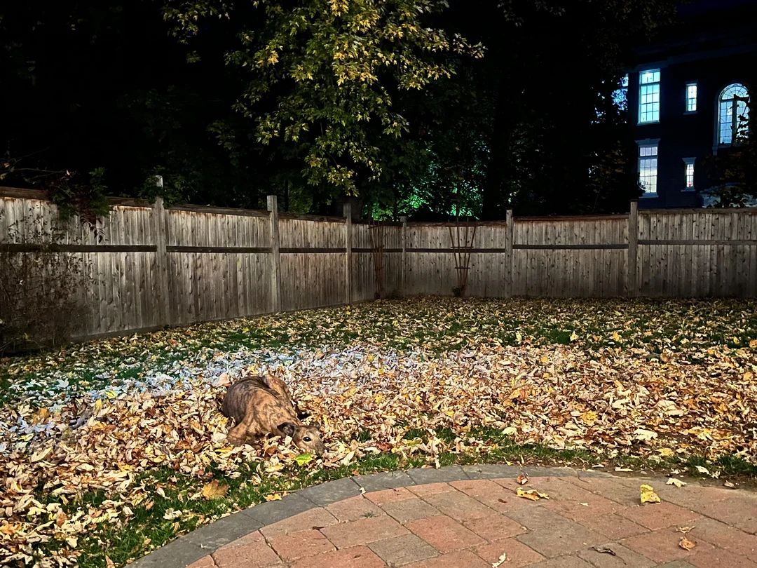 Find the hound! | Scrolller