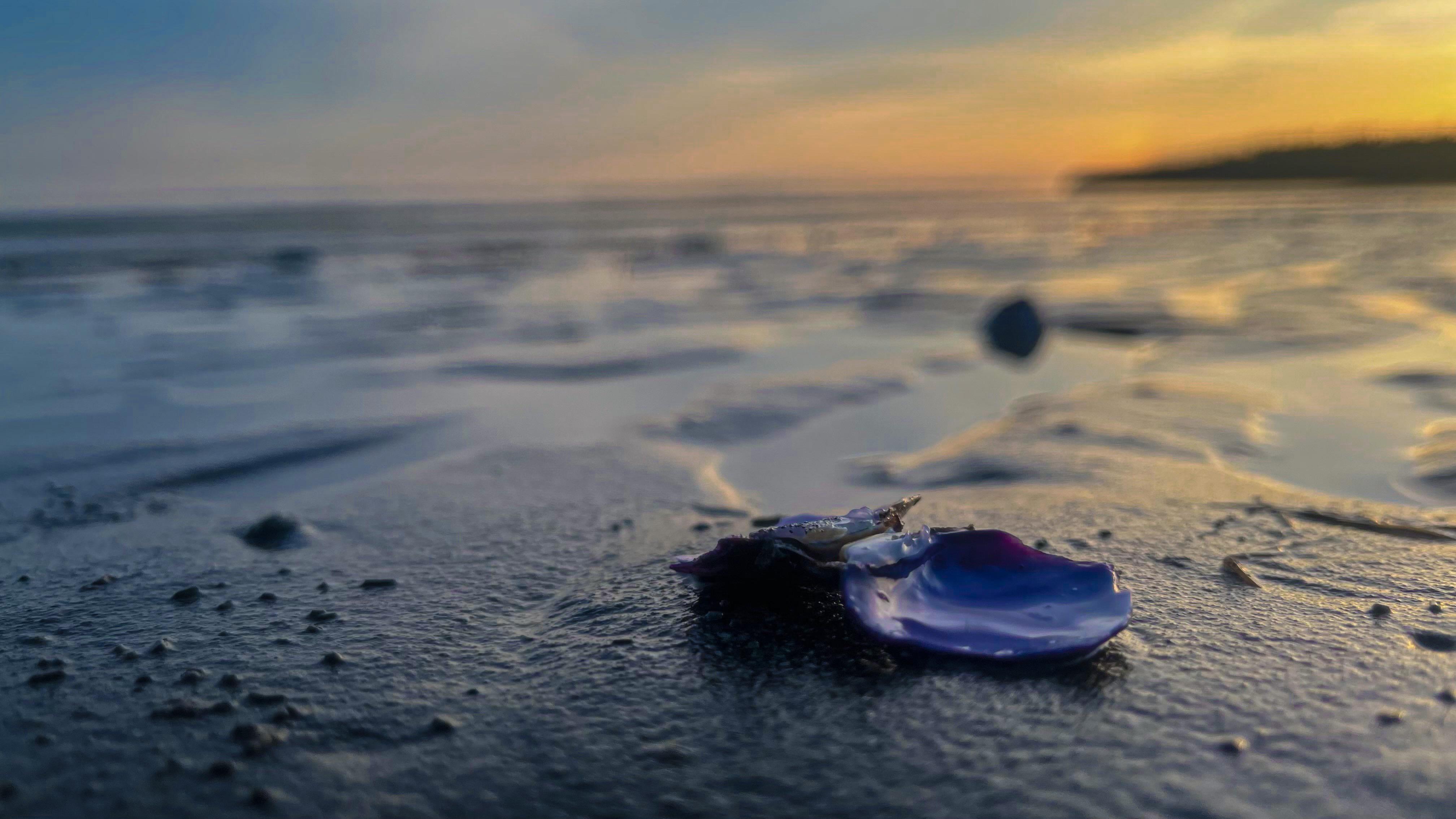 Purple Seashell | Scrolller