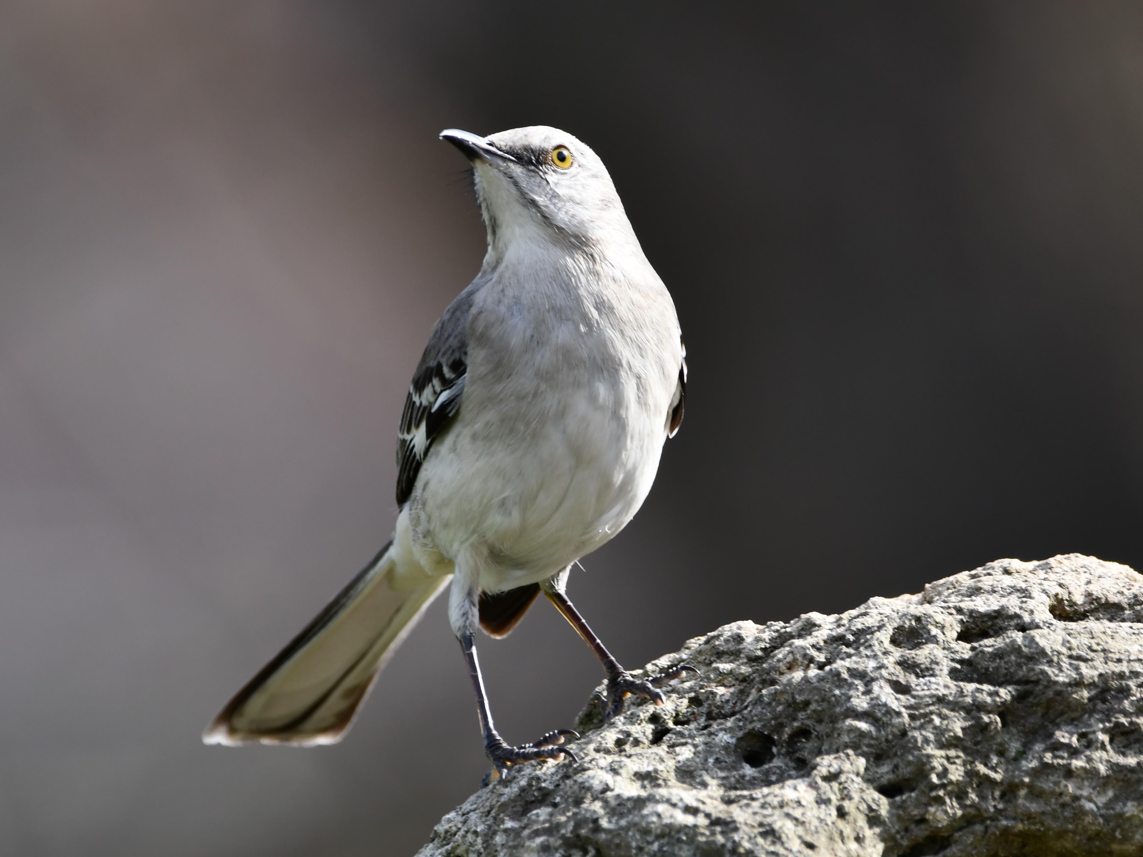 Northern Mockingbird | Scrolller
