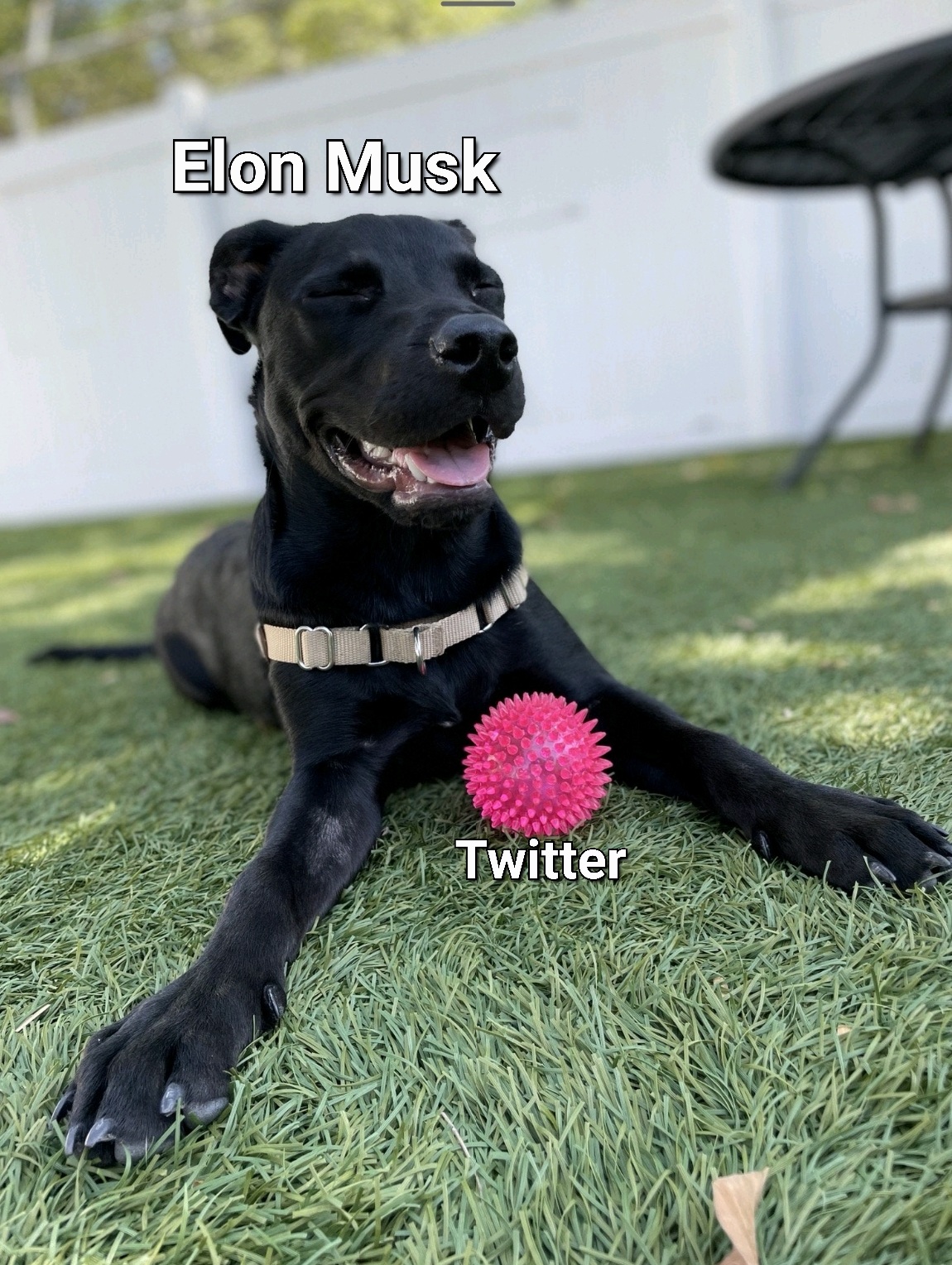 Bitch finally got the ball | Scrolller