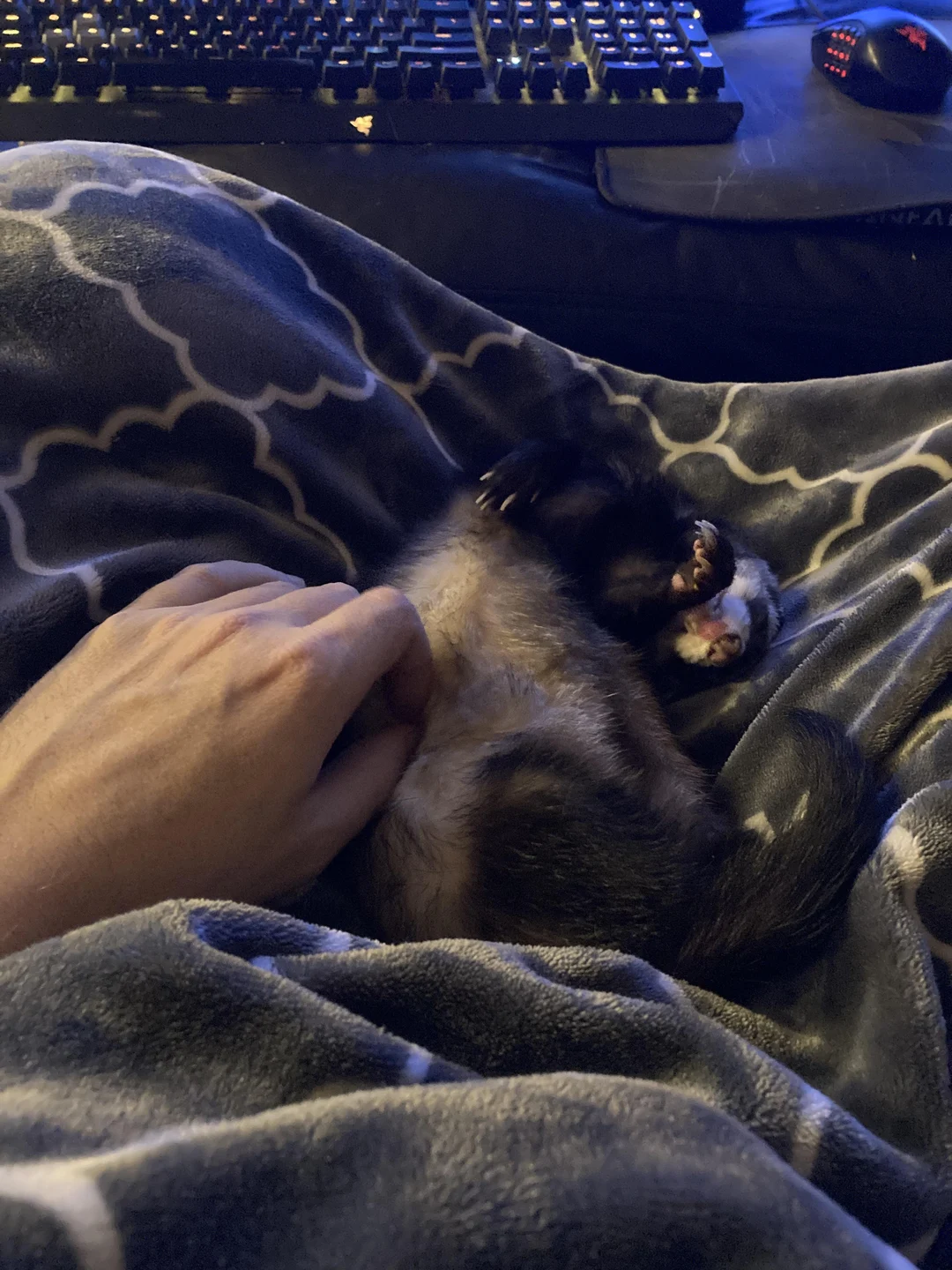 Rin napping in his “lap hammock” | Scrolller