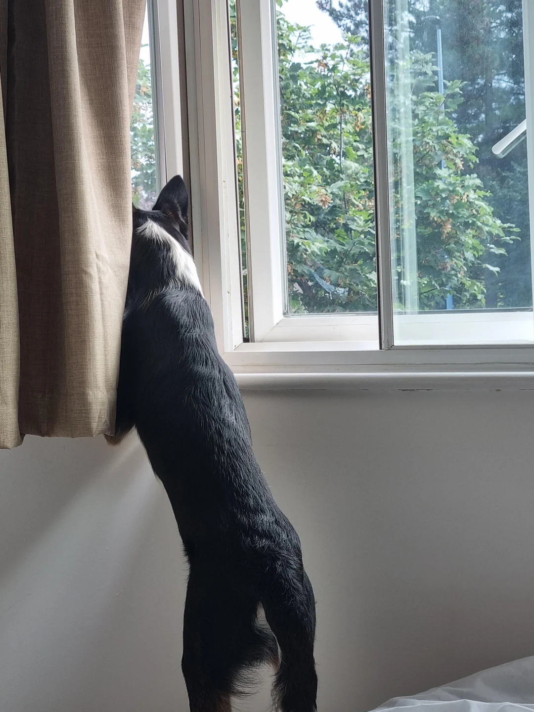 pip has a thing for the girl next door | Scrolller