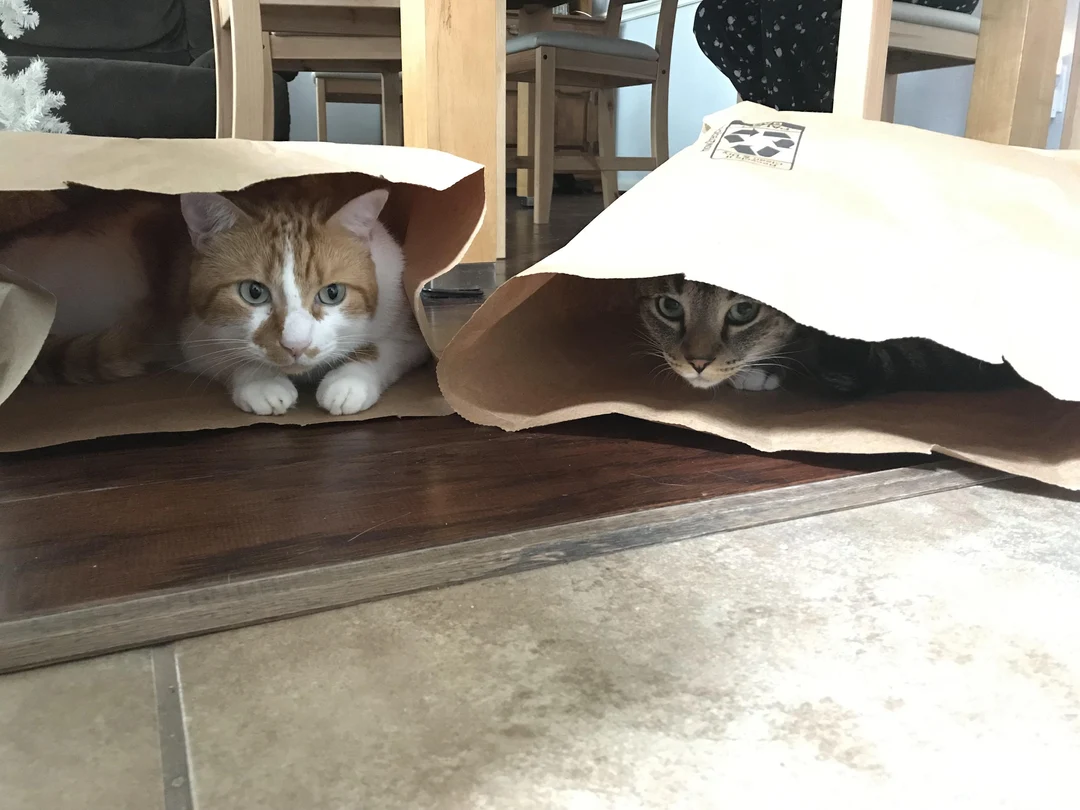 All too easy. Dual trap. | Scrolller