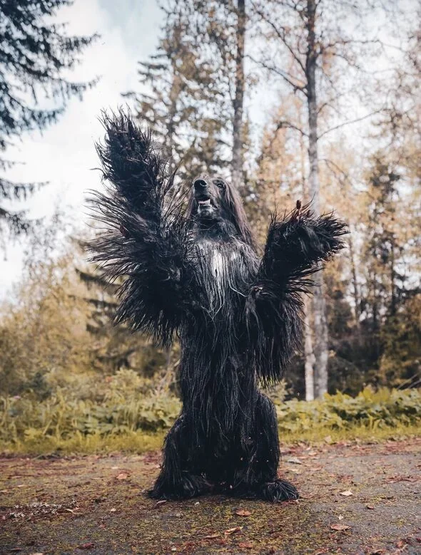 Cute Picture Of An Afghan Hound Jumping | Scrolller