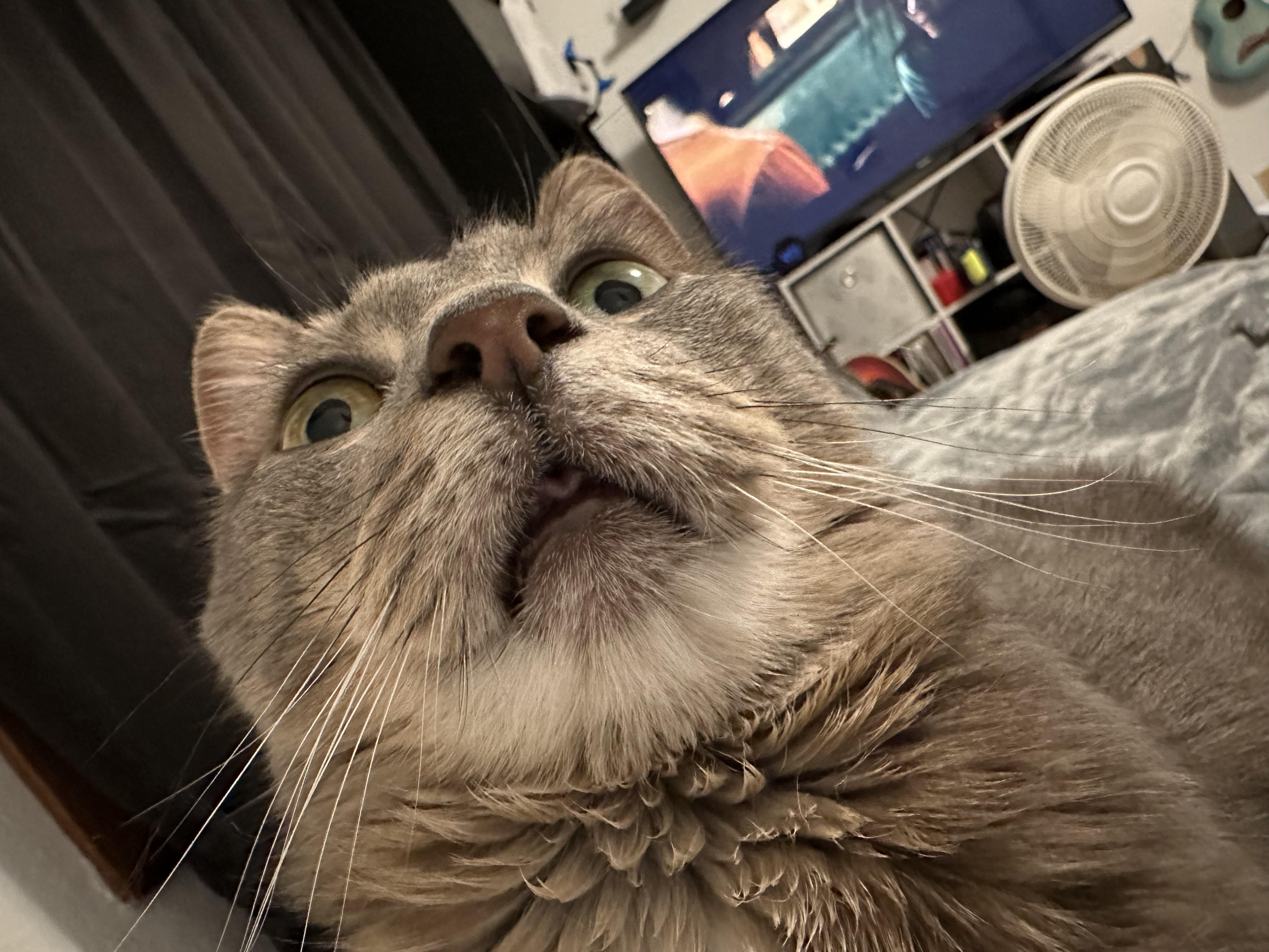 Bunny blep | Scrolller