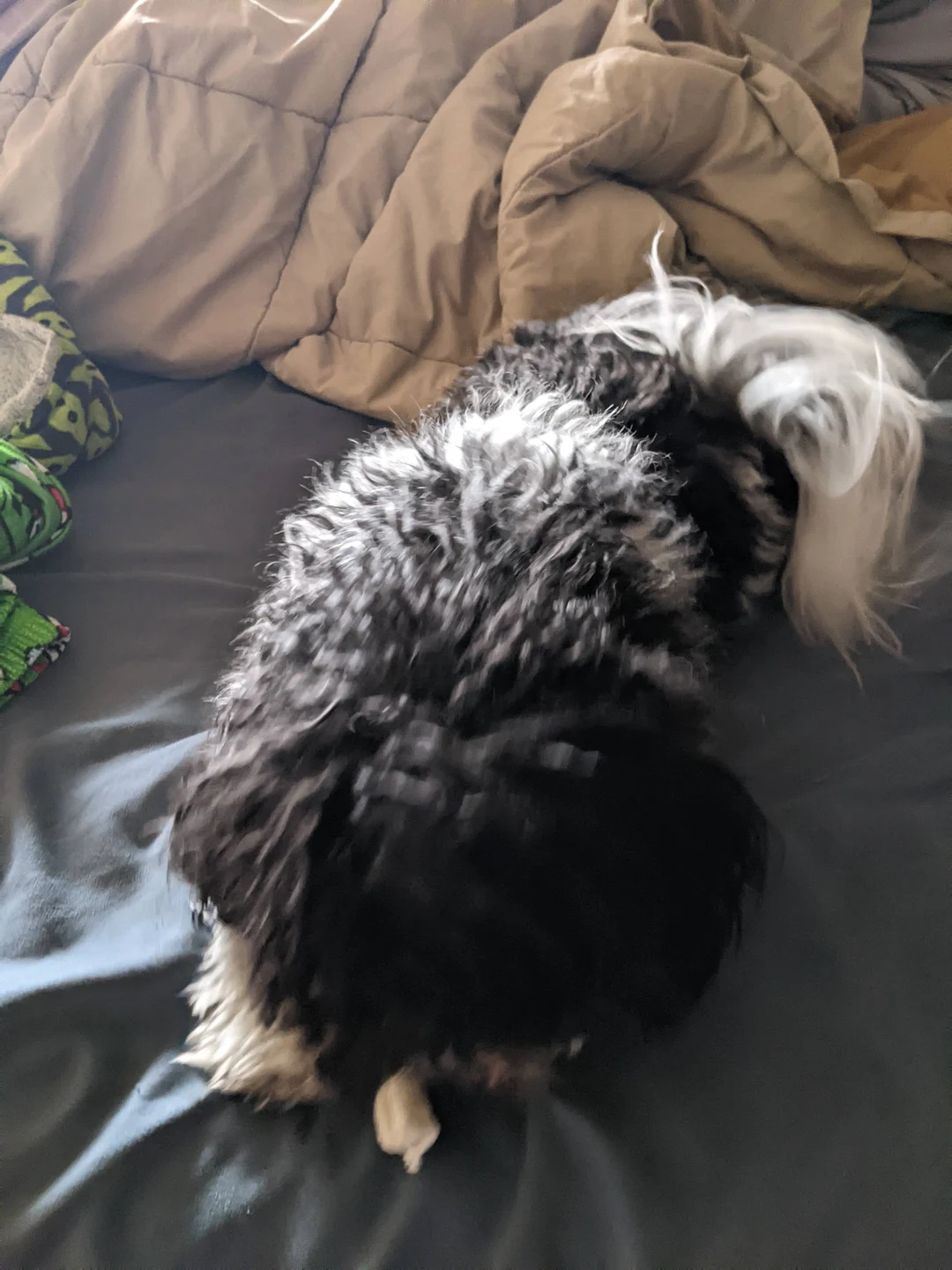 Molly is relaxing like a pupper should. | Scrolller