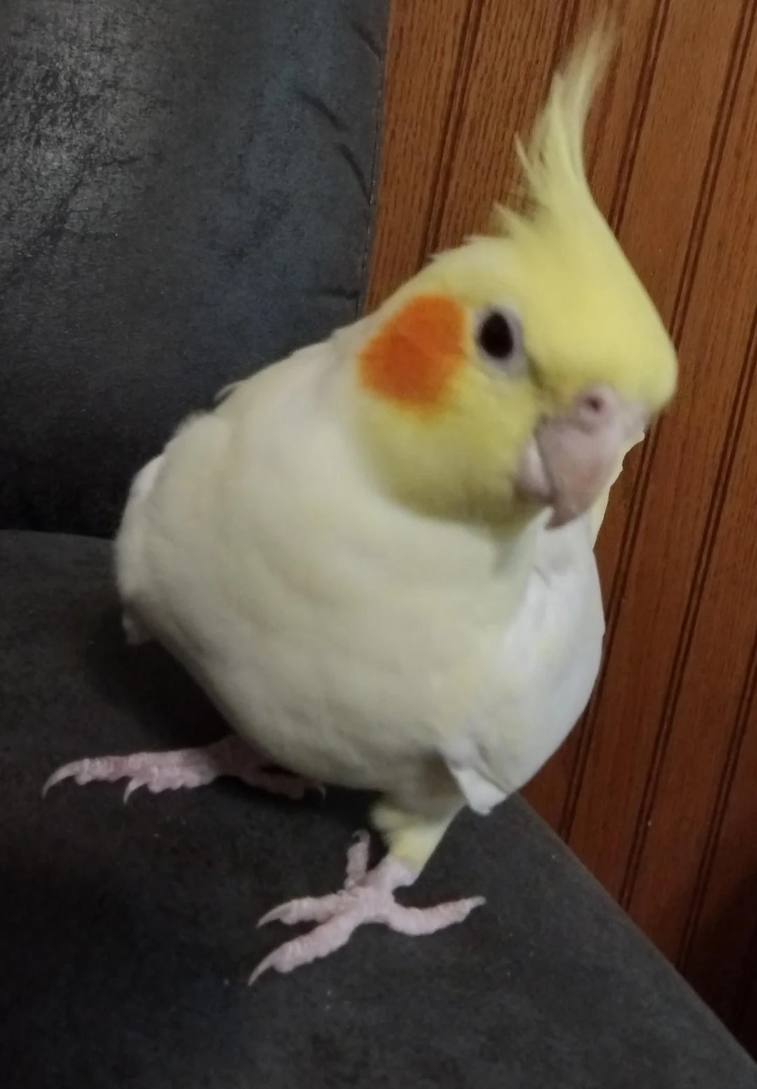 Weewoo may be blind in one eye but she's still the boss of all our birds. | Scrolller