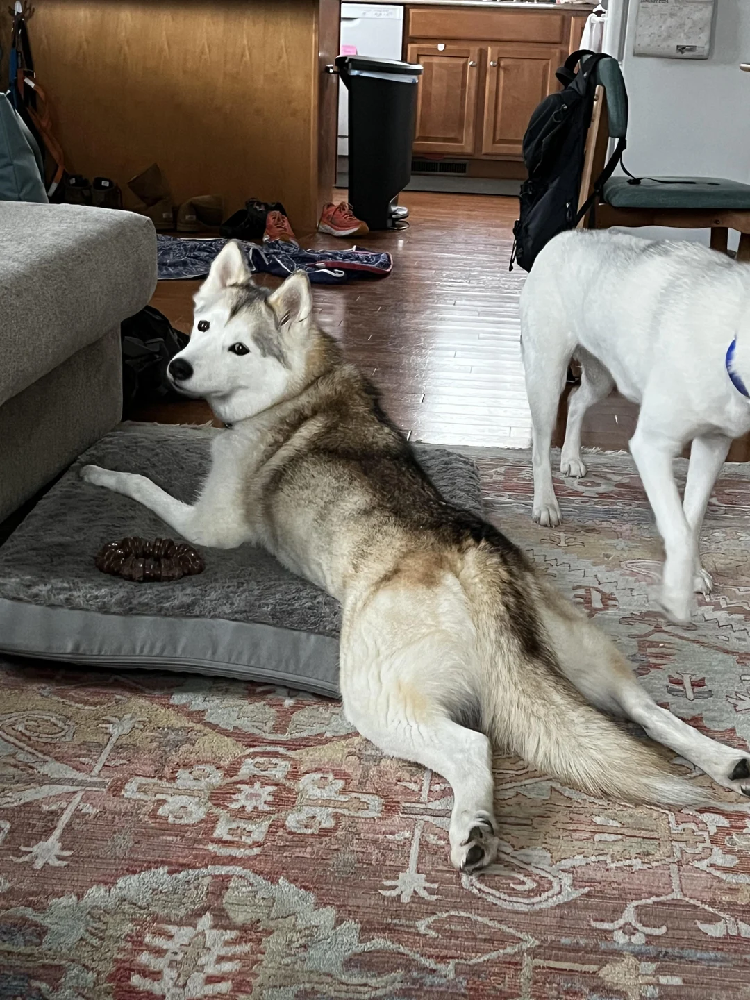Show your husky splooting | Scrolller