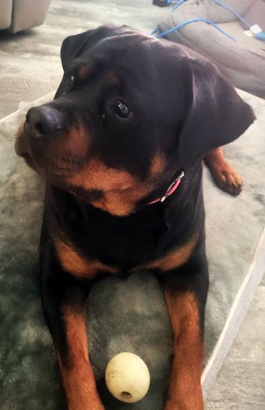 Emotional support ball | Scrolller