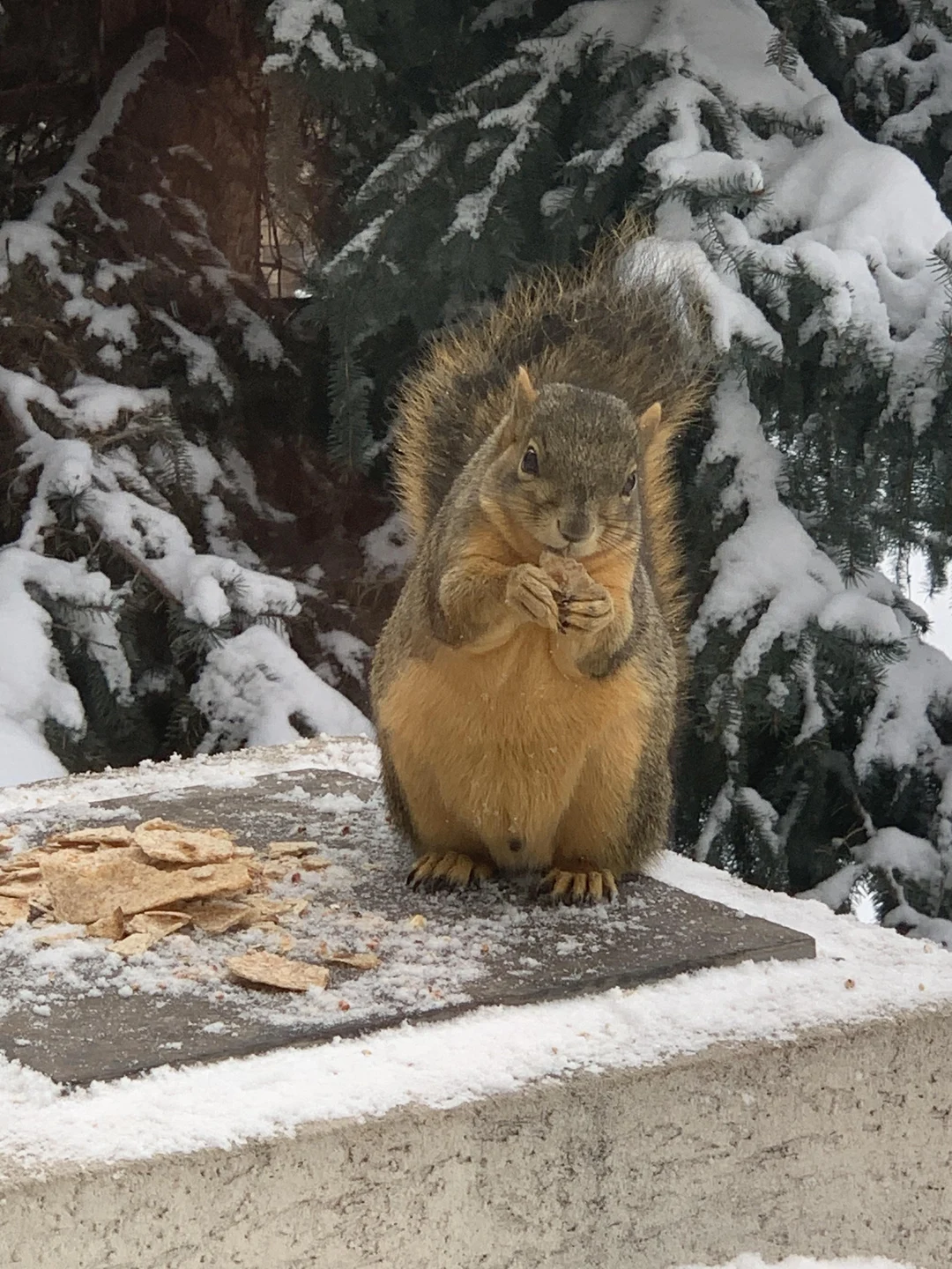 First snowfall in Colorado | Scrolller