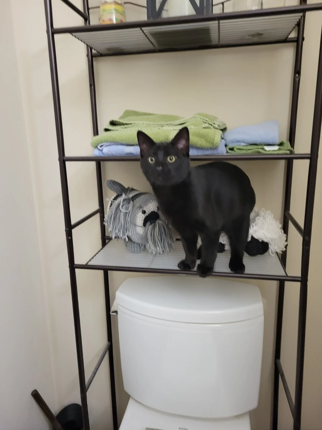 Moose(ifer) on his throne [OC] | Scrolller