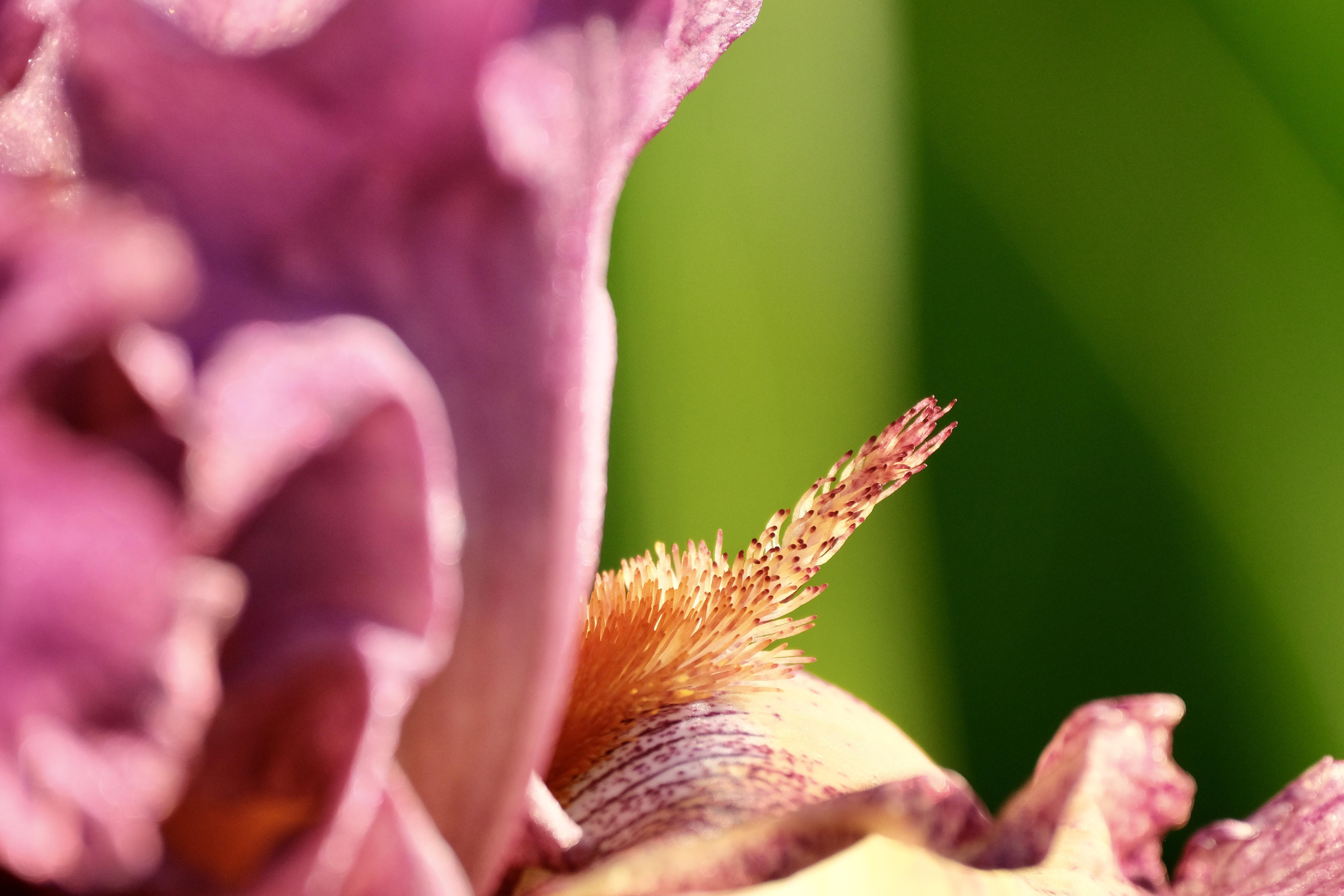 Bearded iris during golden hour | Scrolller