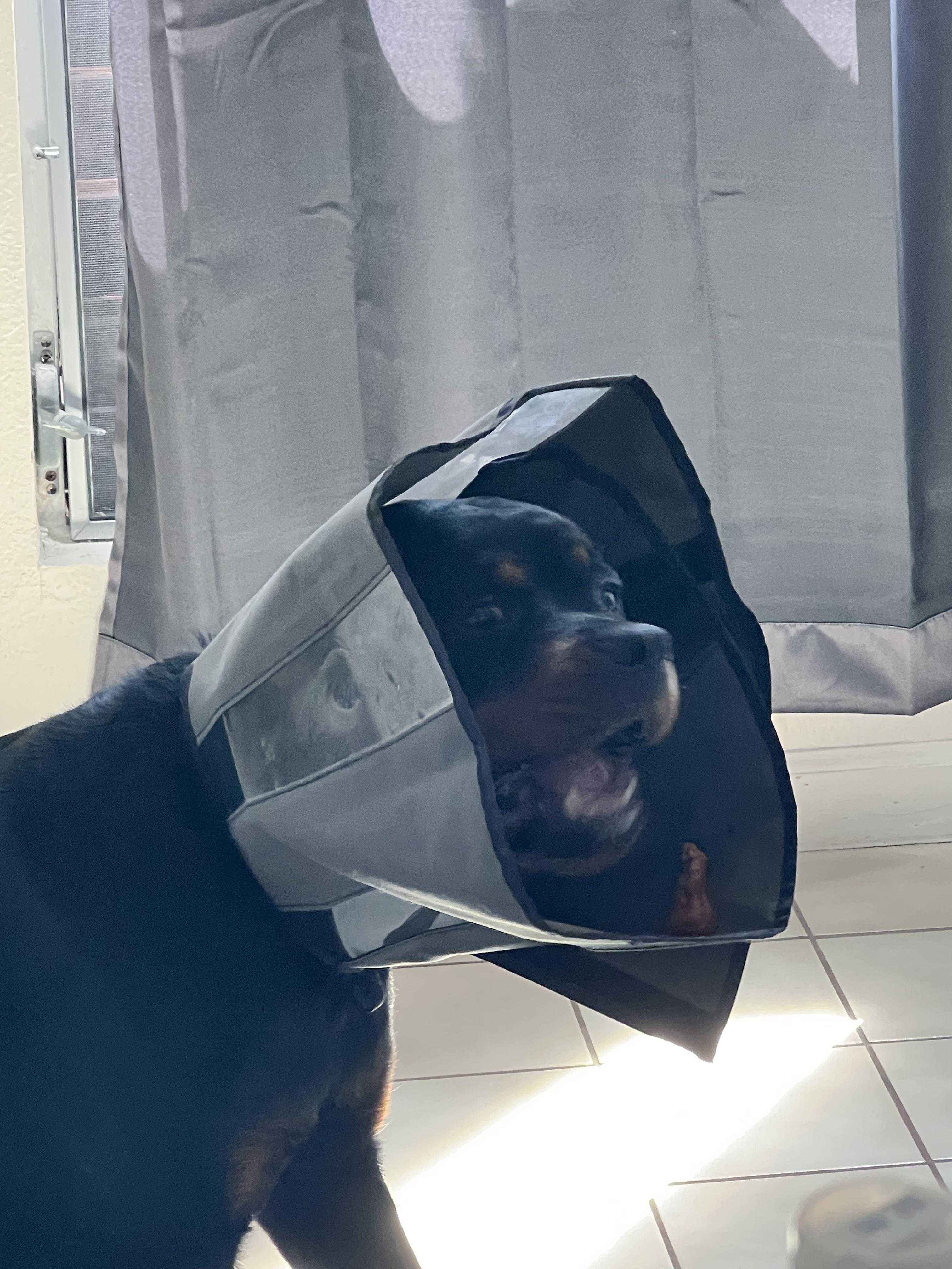 purebred ding dong | Scrolller