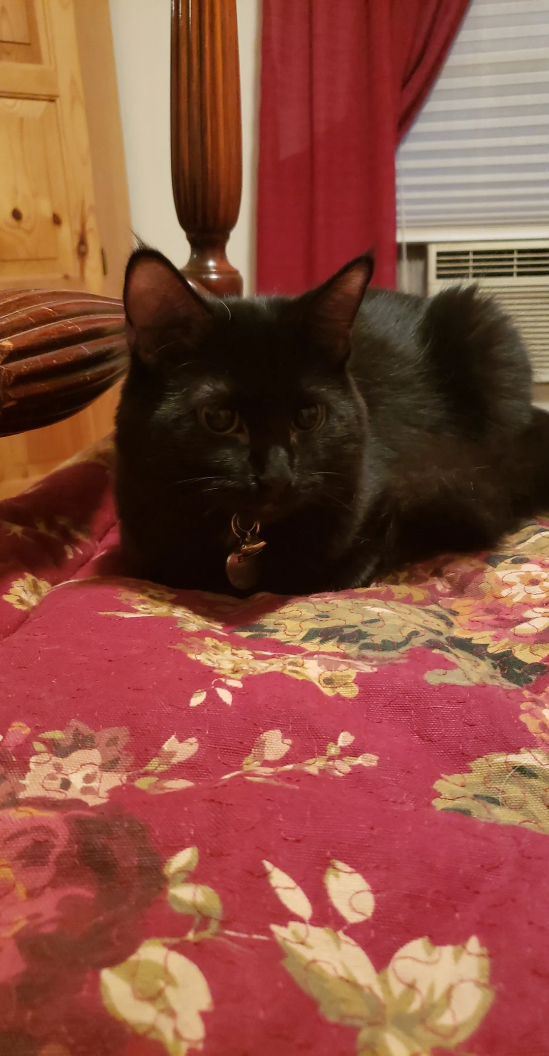 Echo - almost a perfect Loaf. | Scrolller